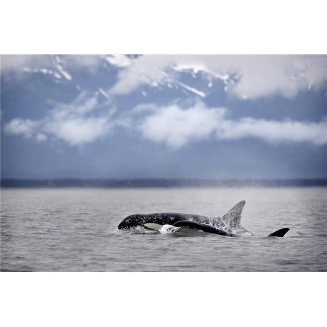Killer Whales Alaska Poster Print, Large - 36 x 24 | Walmart Canada