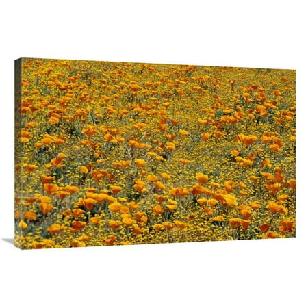 24 x 36 in. California Poppies & Golden Yarrow California Art Print ...