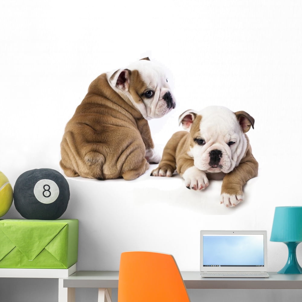 English Bulldog Puppy Wall Mural by Wallmonkeys Peel and Stick Graphic ...