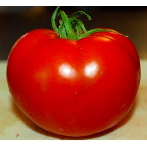 Bonsai Tomato Seeds for Planting | 100+ Seeds | Grow Your Own Food ...