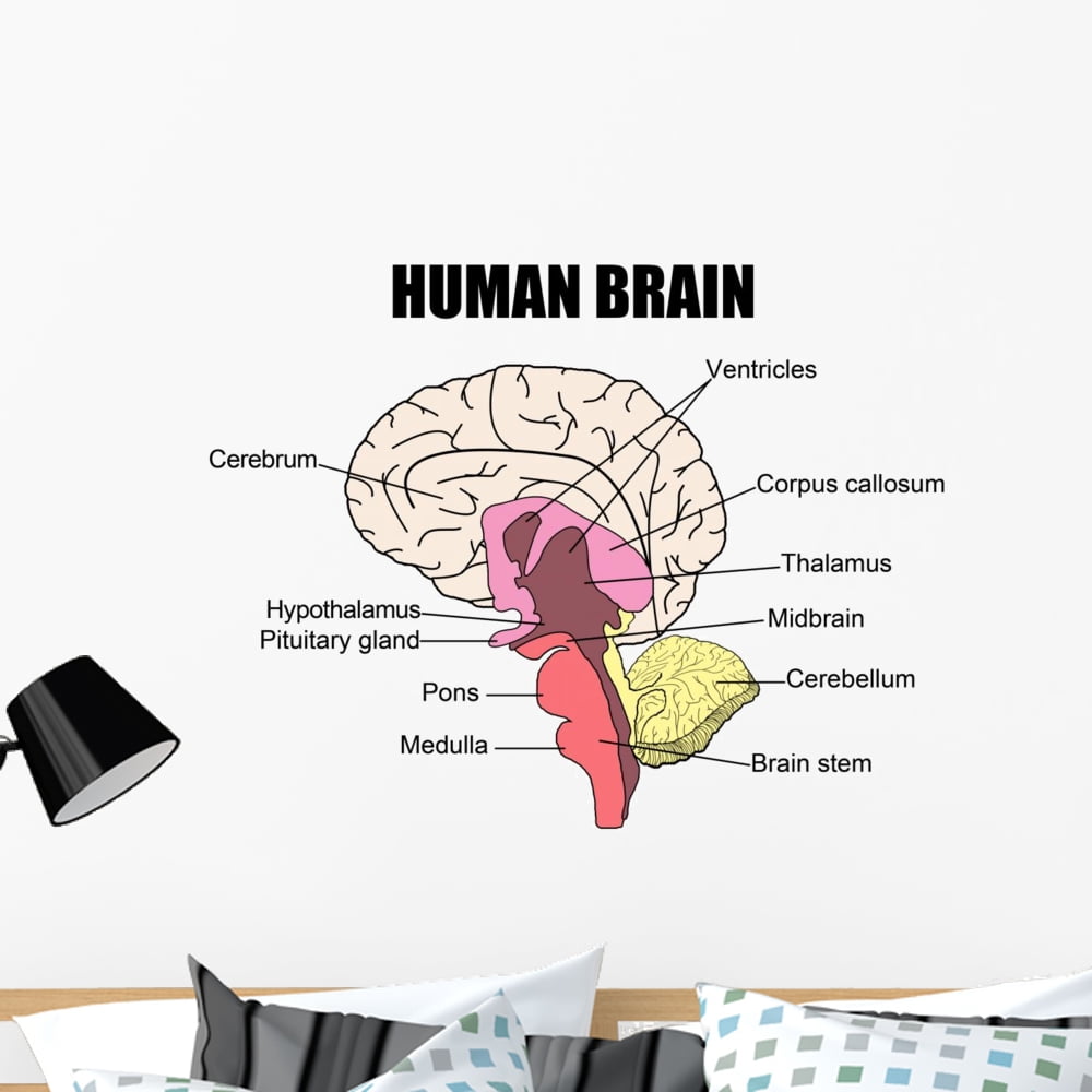 Human Brain Wall Mural by Wallmonkeys Peel and Stick Graphic (36 in W x ...
