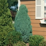 Expert Gardener Blue Point Juniper (2.5 Gallon) Evergreen Tree with ...