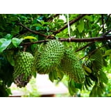 Dried Graviola Leaves, Dried Soursop Tea Leaves, Hojas de Guanabana 2 ...