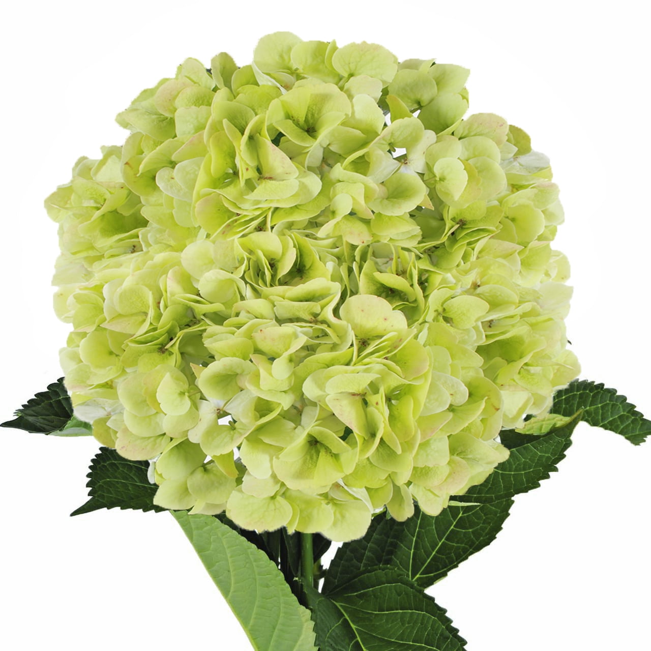 Hydrangeas Jumbo 12 Stems of Green Kiwi Farm Direct Fresh Cut Flowers ...
