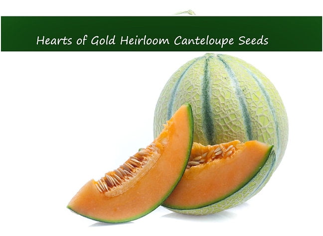 Vegetable Seeds- Hearts of Gold Cantaloupe -20 seeds- Early melon ...