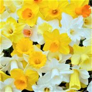 Daffodil, Bulb (5 Pack) Dutch Master, Yellow Perennial Daffodil Bulbs ...
