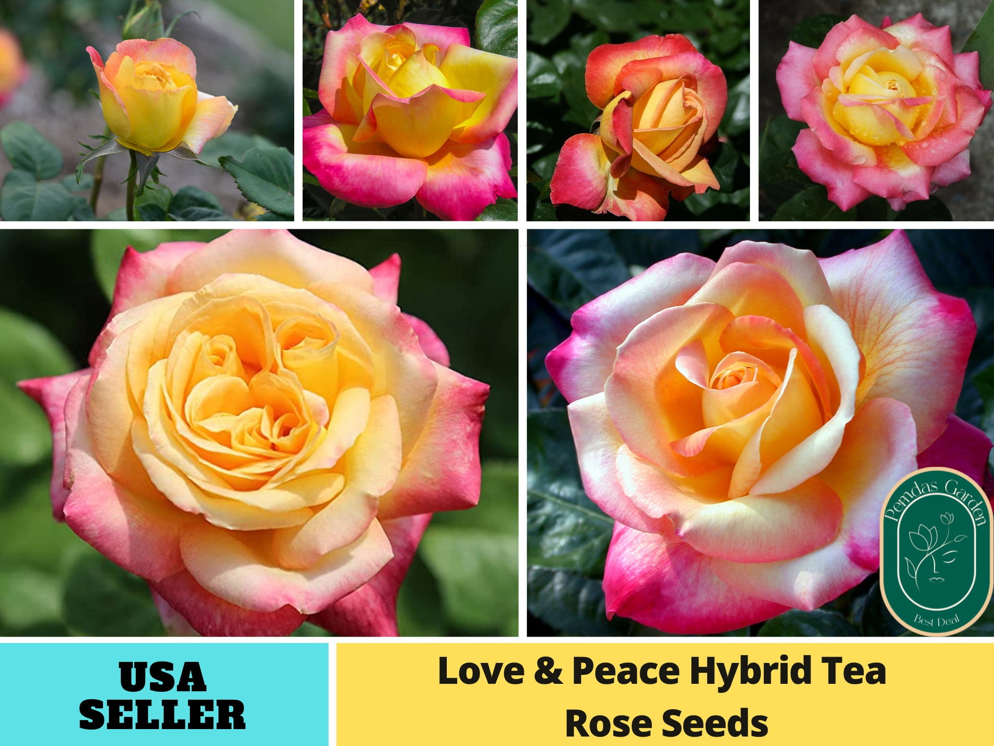 30+ Seeds|Love & Peace Rose Hybrid Flower - Authentic Seeds - Perennial ...