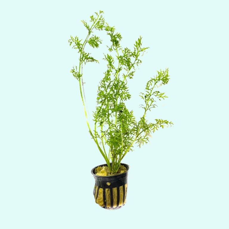 Water Sprite Indian Fern Ceratopteris Thalictroides