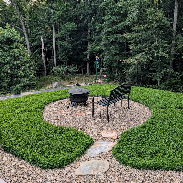Shade Tolerant Ground Cover Clover