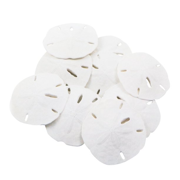 Color Sand Dollar