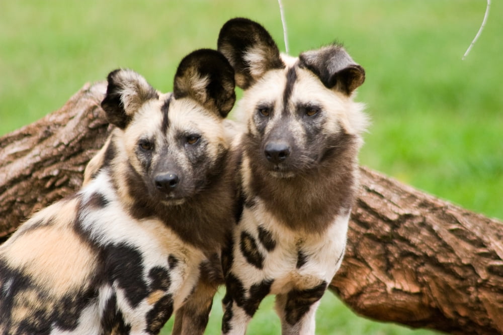 African Wild Dogs (24x36 Giclee Gallery Art Print, Vivid Textured Wall ...