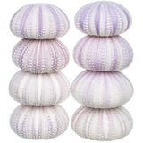 Sea Urchin | 8 Purple Sea Urchin Shells for Craft and Decor - Walmart.com