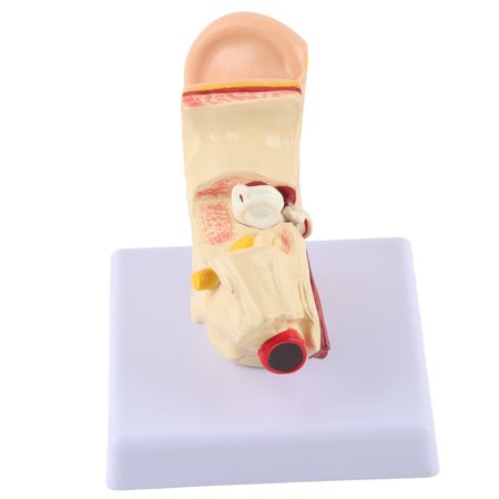 Anatomy Model, Multi Structure 1.5:1 Magnified Ear Model Anatomy ...