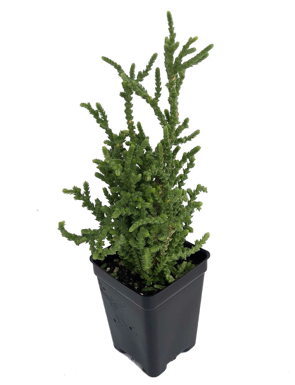 Princess Pine Succulent Plant - Crassula muscosa - 2.5" Pot - Walmart.com