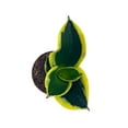 Black Gold Snakeplant, Green and Yellow Snake Plant, Variegated ...