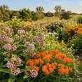 2 Milkweed Live Plants 4–7 Inches Tall, Milkweed Flowering Plants for ...