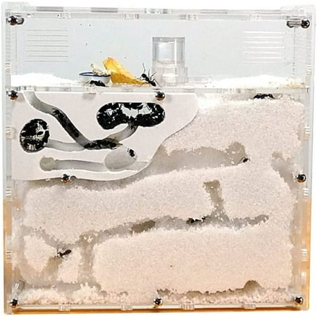 ant Farm Ants Nest Farm Villas Insect Cages Acrylic Sand Nest Ant Home ...