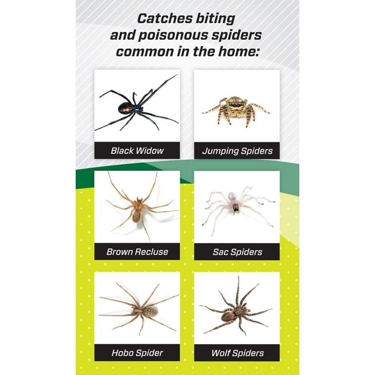 Poisonous Spiders Chart