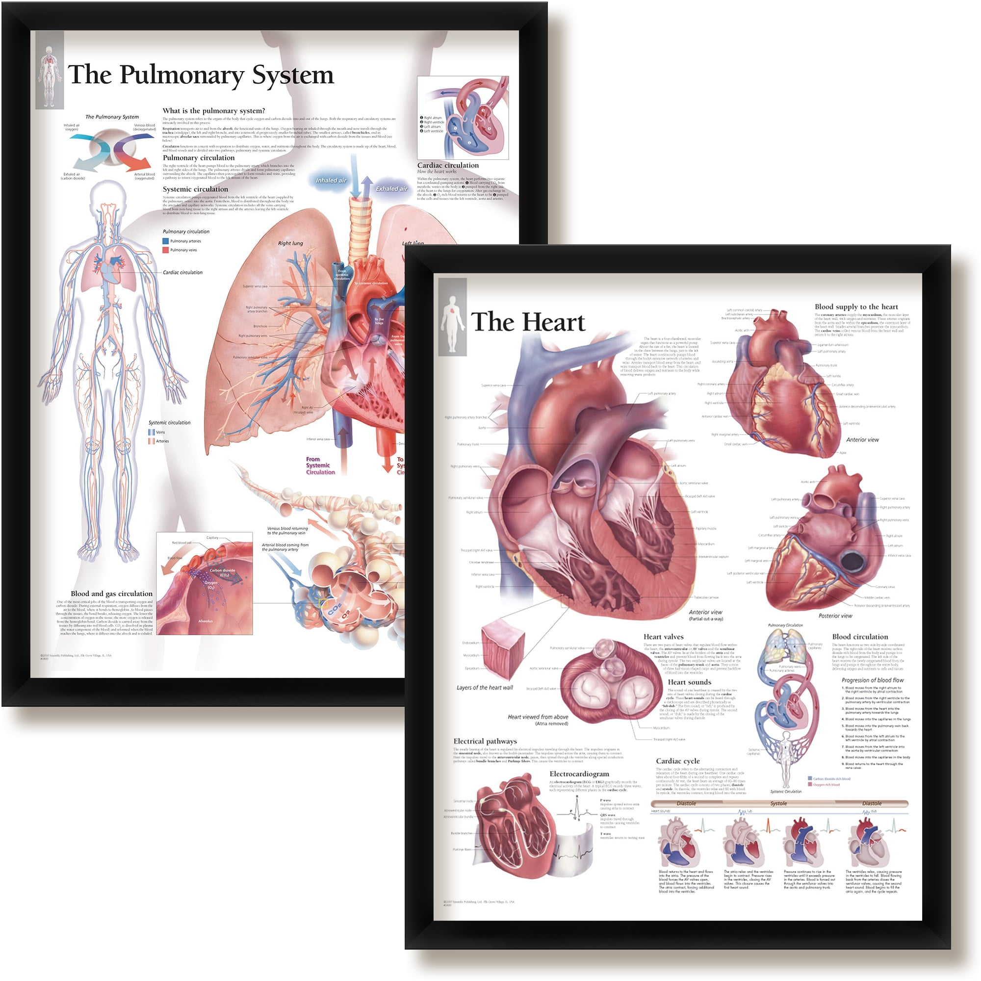 Wall Décor Doctor Gift Idea Vintage Human Heart Illustration Wood ...