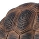 MOJO - Realistic International Wildlife Figurine, Giant Turtle ...