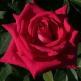 Heirloom Roses - Acapella® Hybrid Tea Rose Bush - Pink Rose Plant ...