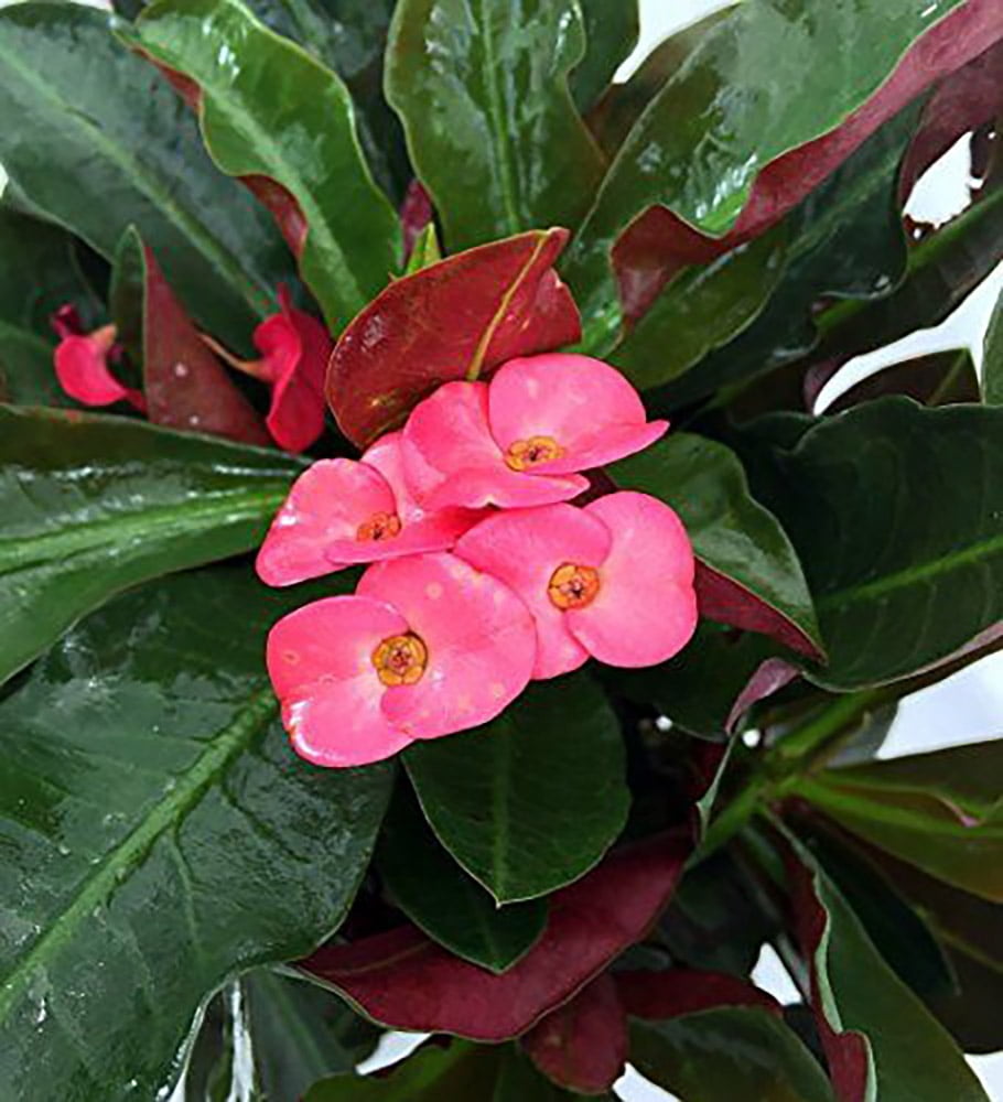 Zeus Crown of Thorns Plant - Dark Leaves/Pink Blooms - Euphorbia - 2.5 ...