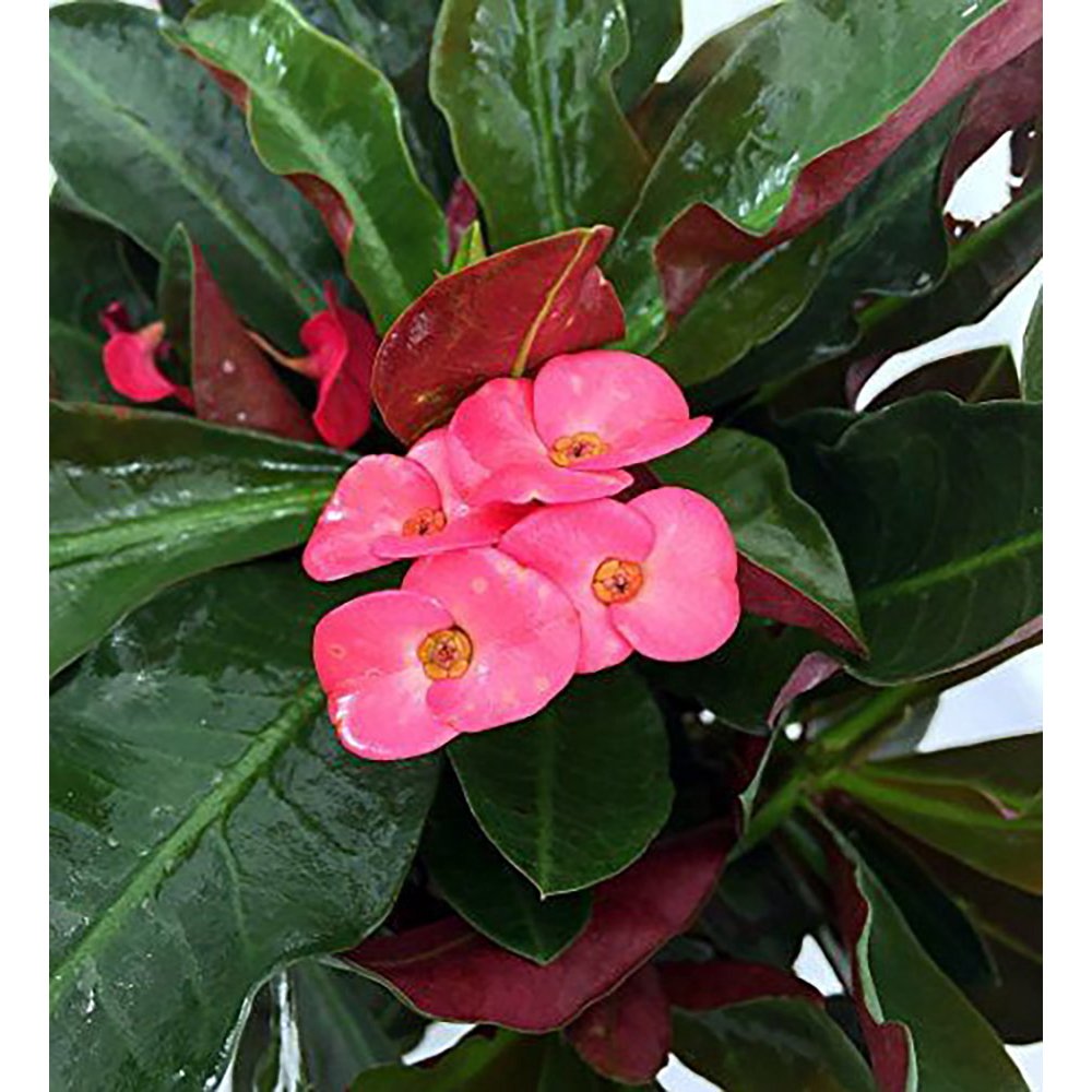 Zeus Crown of Thorns Plant - Dark Leaves/Pink Blooms - Euphorbia - 2.5 ...