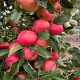 Expert Gardener 2-3' Sweet Treat™ Columnar Apple Live Tree in 1 gal ...