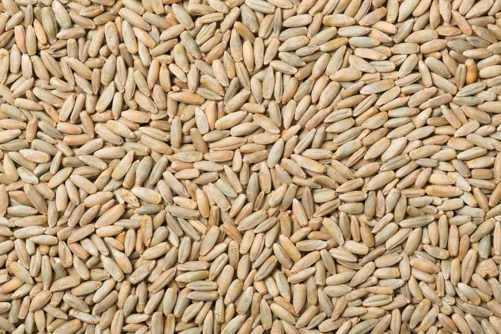 1,000 Seeds - No-Till Winter Rye Cover Crop Seeds - Non-GMO Rye - Deer ...