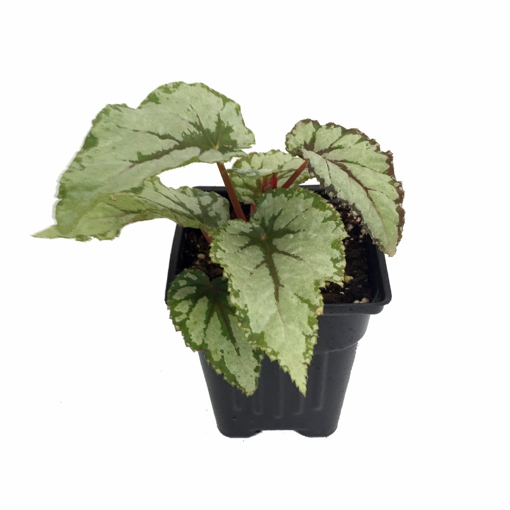 Flirty Girl Begonia Plant - 4" Pot - Great Houseplant - Walmart.com
