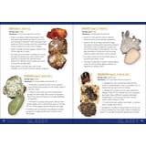 Simple Introductions to Science: Rock Collecting for Kids : An ...