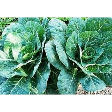 Georgia Southern Collards Seeds - 5 Lb - Heirloom Microgreens & Collard ...