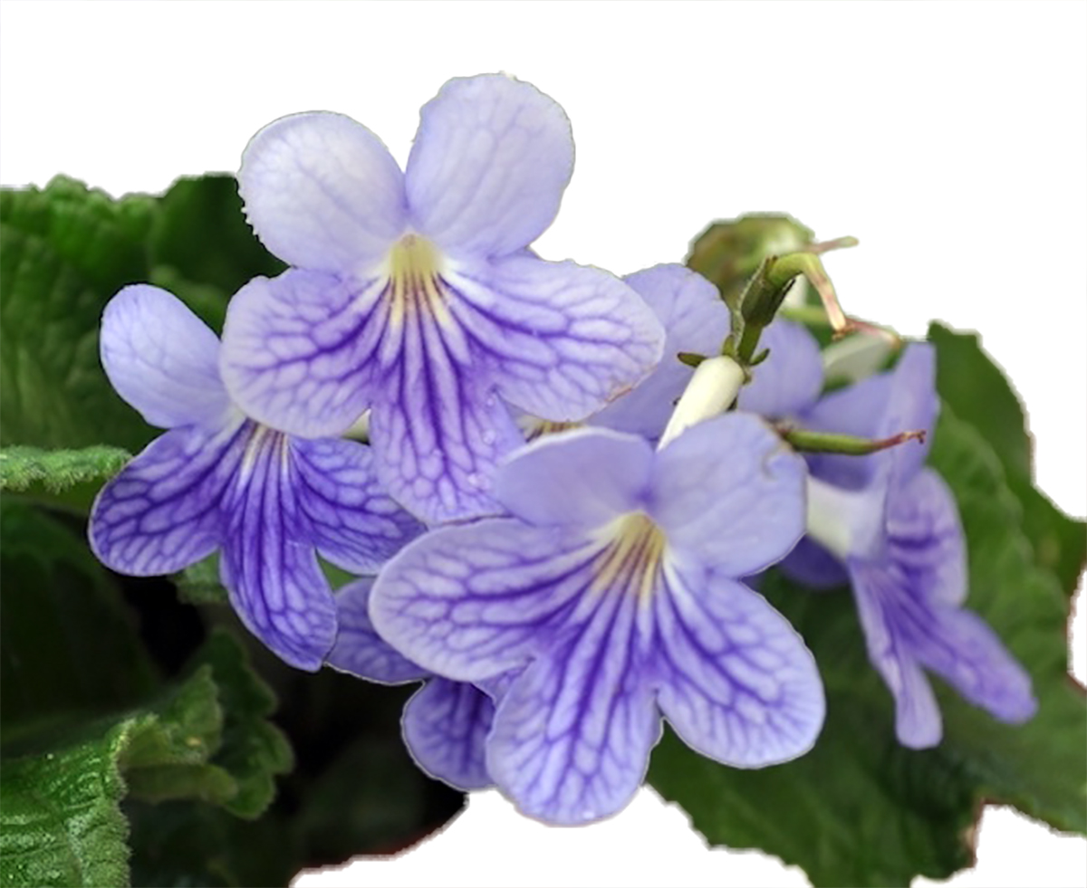 Ladyslippers® Blue Ice Streptocarpus - 4" Pot - Collector's Series ...