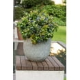Bushel and Berry 2 gal Blueberry Jelly Bean Live Shrubs - Walmart.com