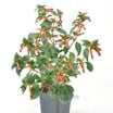 Cuphea Llavea Bat-faced Red Cuphea - 3" Pot Size - Perennial Flowers ...