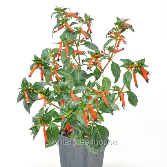 Cuphea Llavea Bat-faced Red Cuphea - 3" Pot Size - Perennial Flowers ...