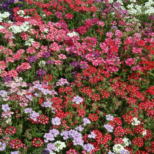 Outsidepride Verbena Mix - 2000 Seeds - Walmart.com
