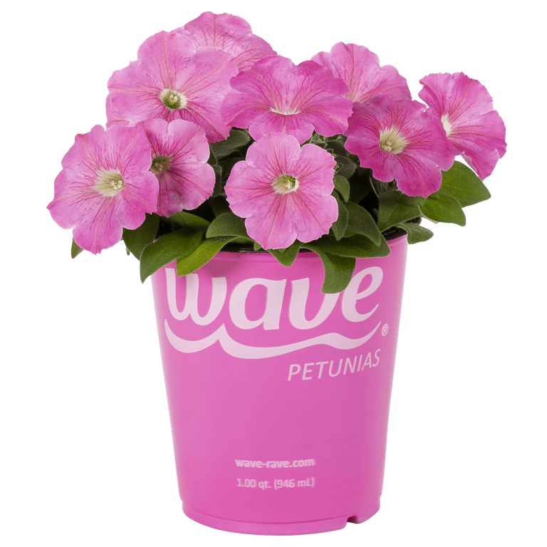 Wave Petunia Plant