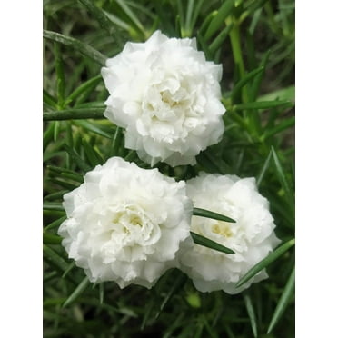 Plant Outside with 100 Mixed Colors PORTULACA MOSS ROSE Flower Seeds ...