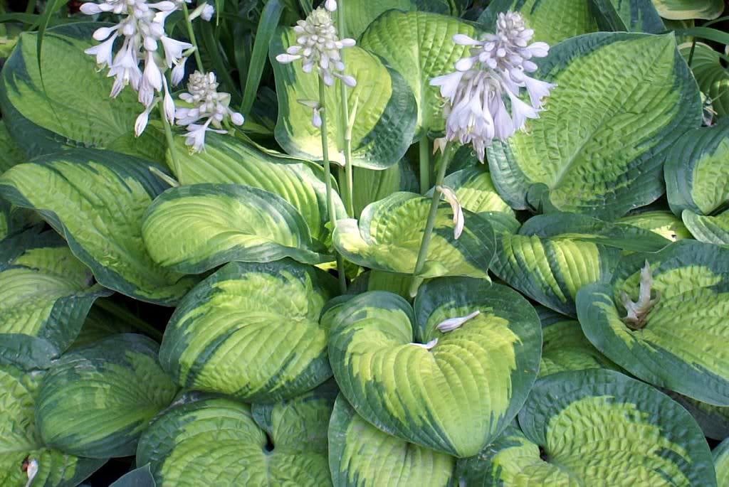 Paradigm Hosta - HOSTA OF THE YEAR 2007 - Quart Pot - Walmart.com