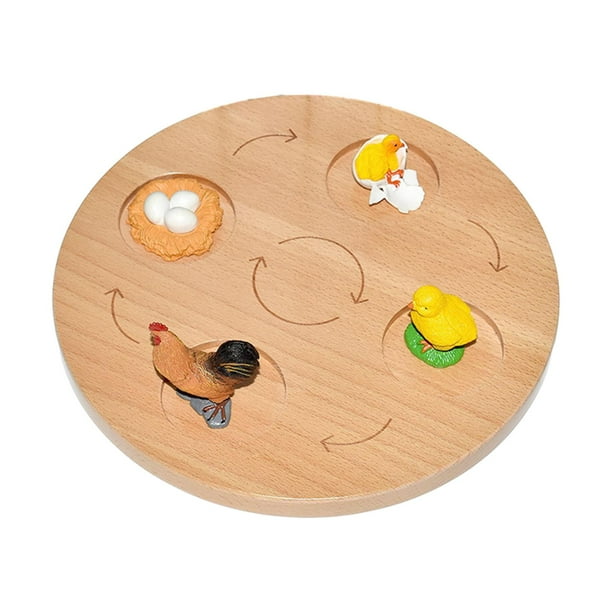 Life Cycle Board Biology Science Teaching Materials Puzzle Sensory Toy ...