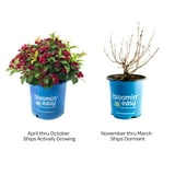 1 gal. Maroon Swoon Weigela Live Shrub, Dark Red Flowers - Walmart.com