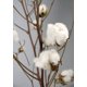 Real Cotton Stalks 27in. 1-2 Branches & Each Branch Stands 27in. Tall ...