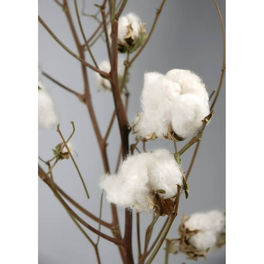 Real Cotton Stalks 27in. 1-2 Branches & Each Branch Stands 27in. Tall ...