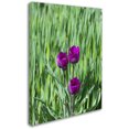 Trademark Fine Art "Healing Tulips" Canvas Art by Kurt Shaffer ...