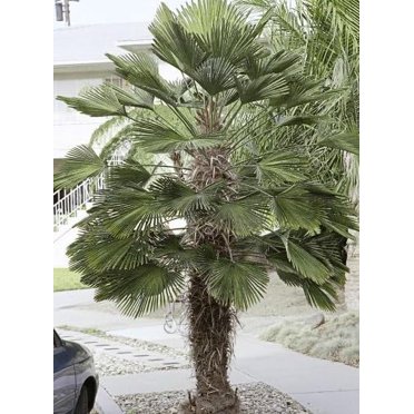 30 Red Cabbage Palm Tree Seeds for Planting - Cordyline Australis ...