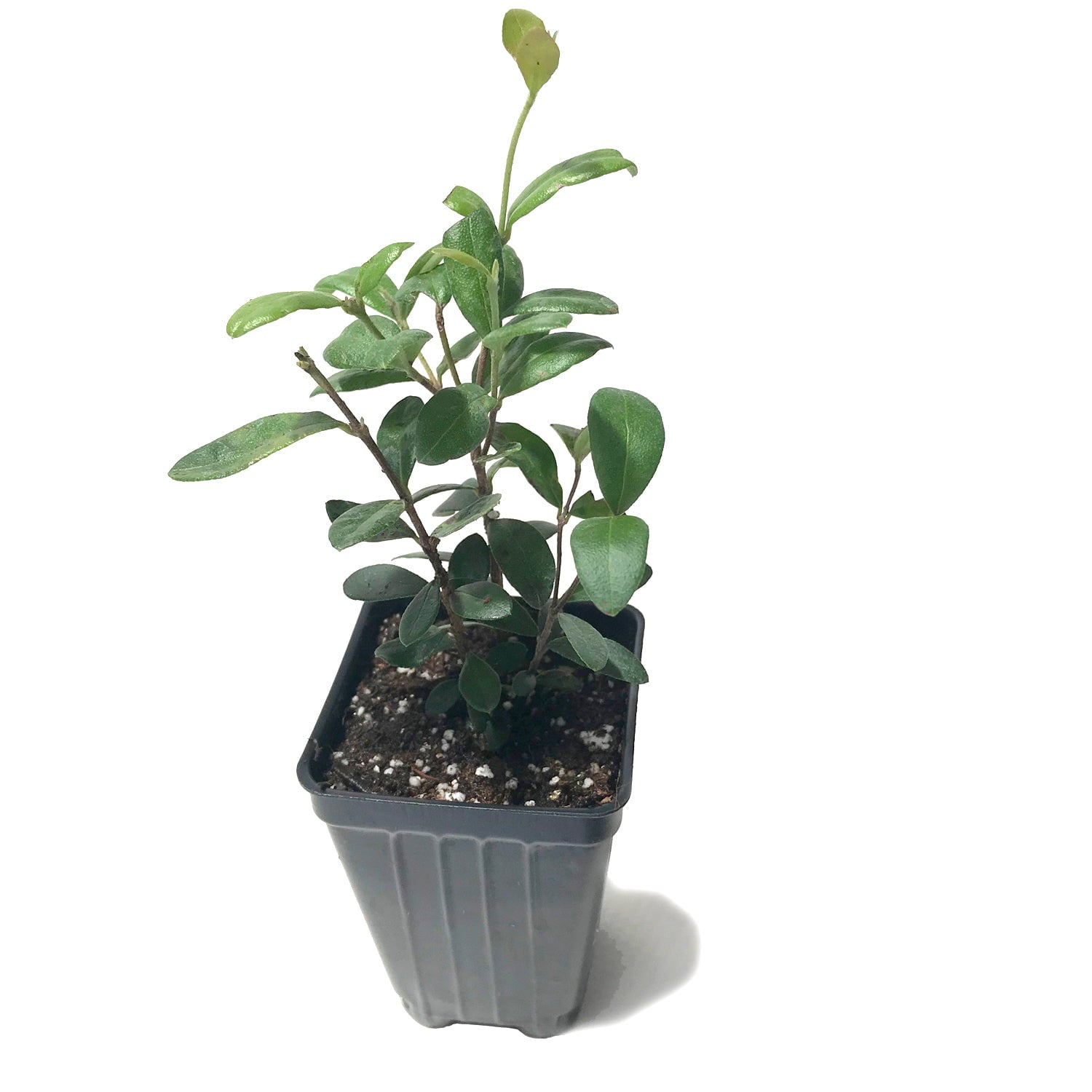 Simpson's Stopper Live Plant - Myrcianthes fragrans 'Stoppermorph ...