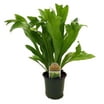 "Davallia White Rabbit's Foot Fern in 4"" Pot - Easy to Grow, Unique ...