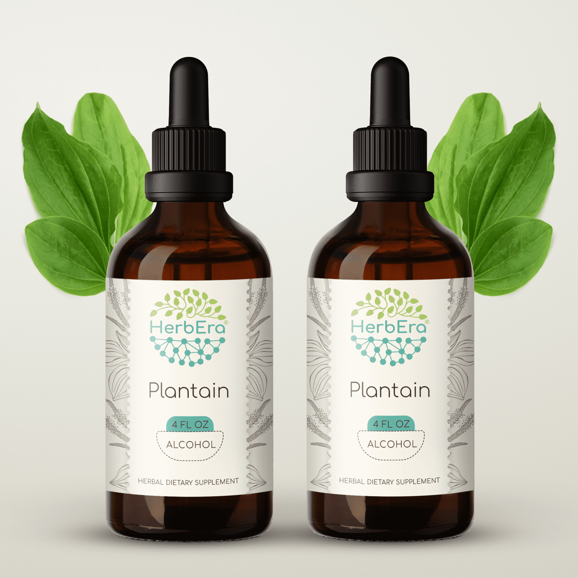 Plantain Alcohol Herbal Extract Tincture, Super-Concentrated Organic ...