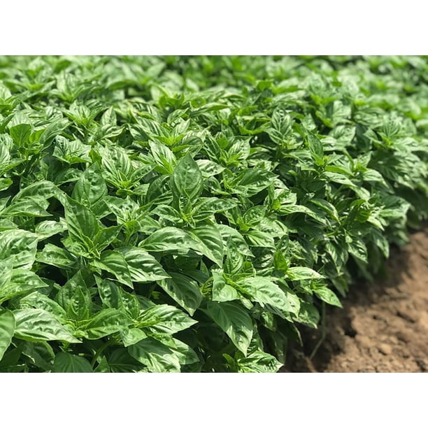 Rutgers Obsession Basil Herb Plant - 3" Pot - Walmart.com